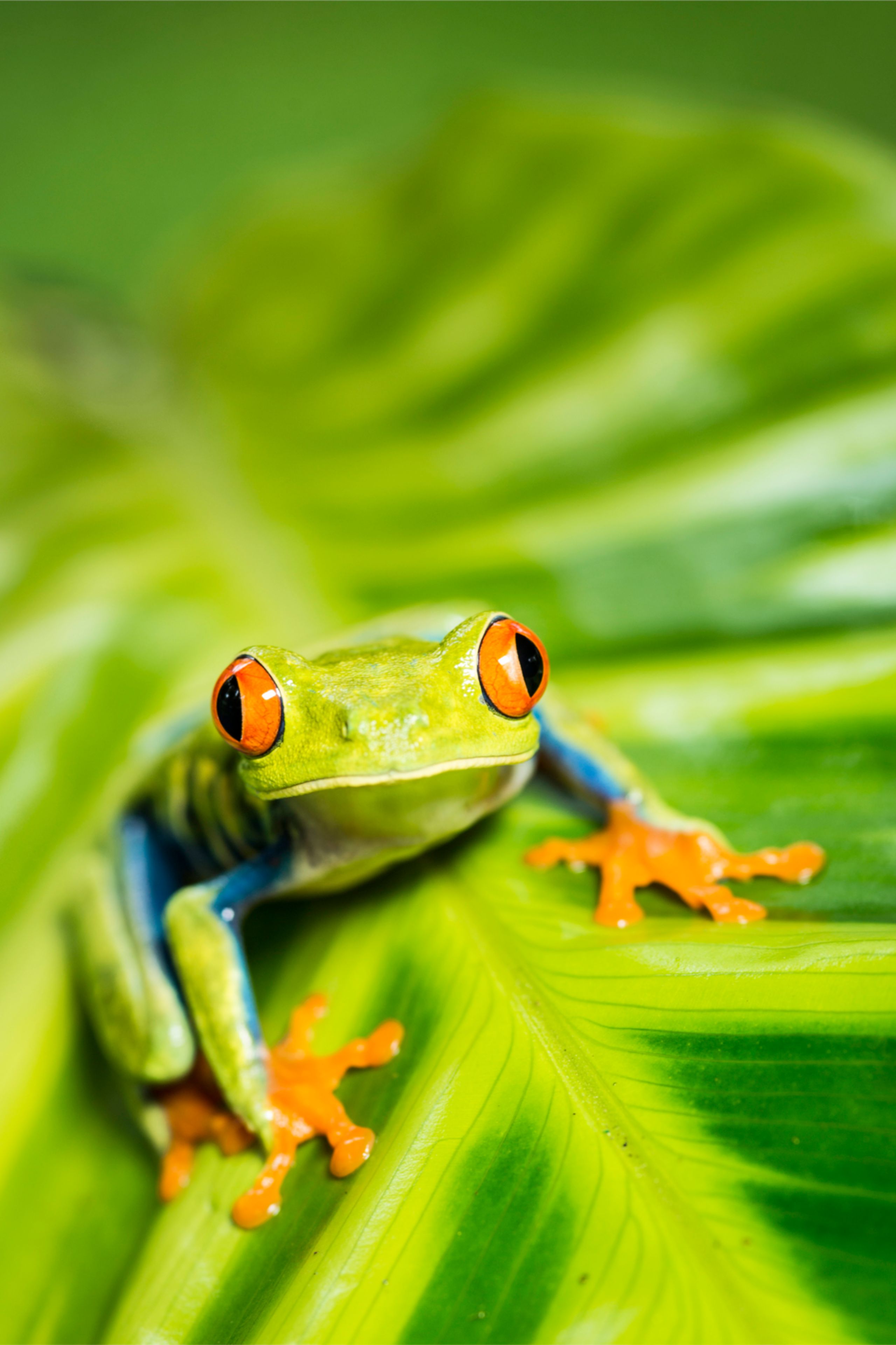 Preserving Biodiversity | Technology for Biology | SAP Insights