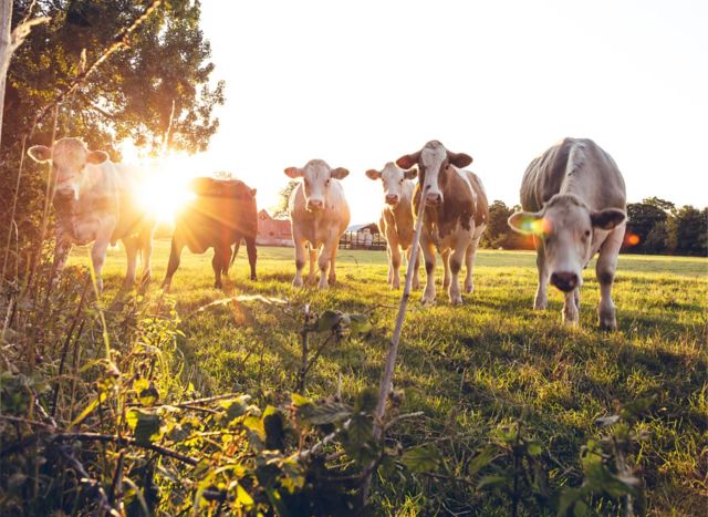 Fonterra: Delivering quality dairy products with consolidated digital ...