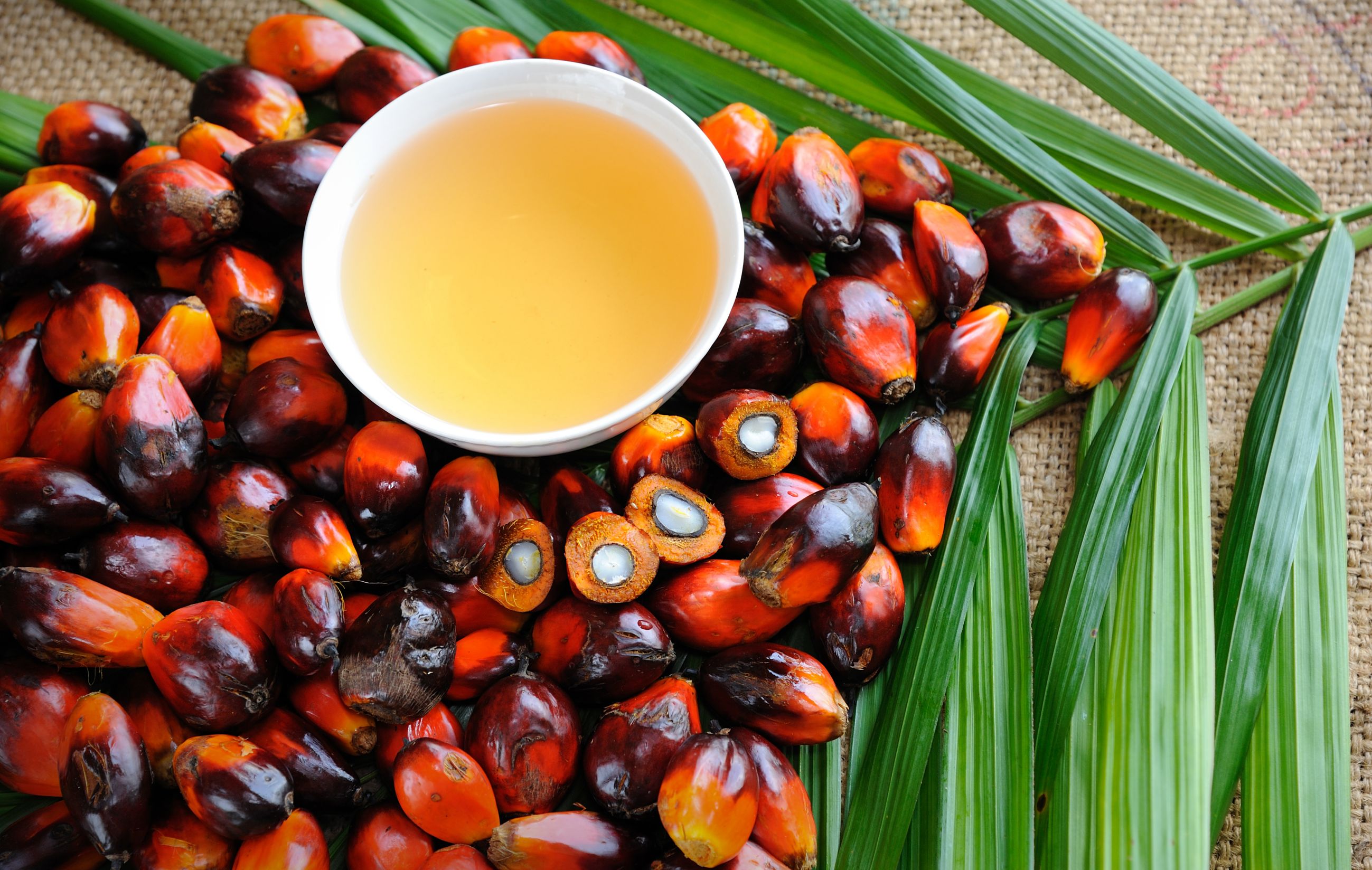 PT. Batu Gunung Mulia Putra Agro: Unlocking a competitive edge through ...