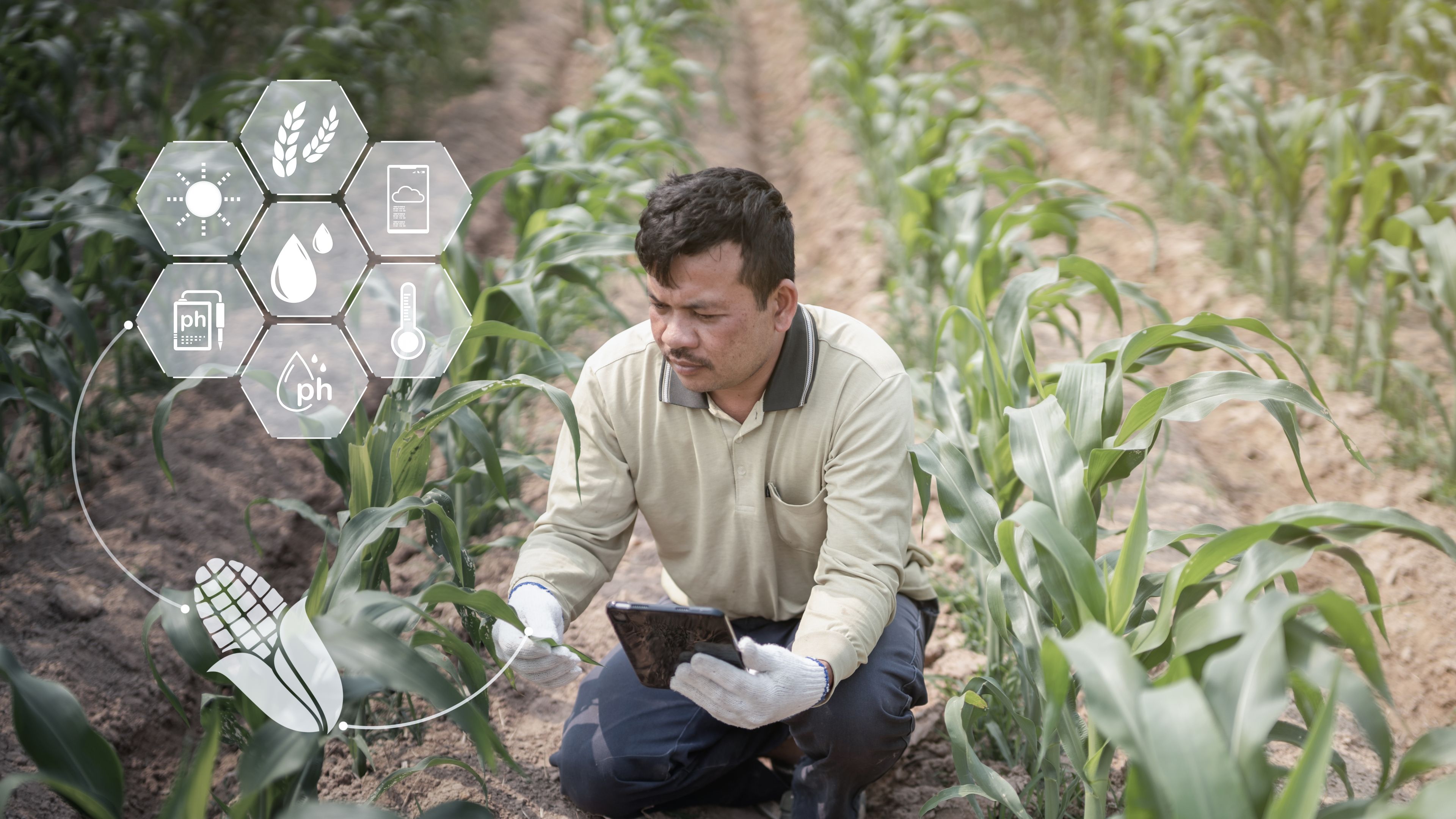 How AI Transforms Agriculture | SAP Insights